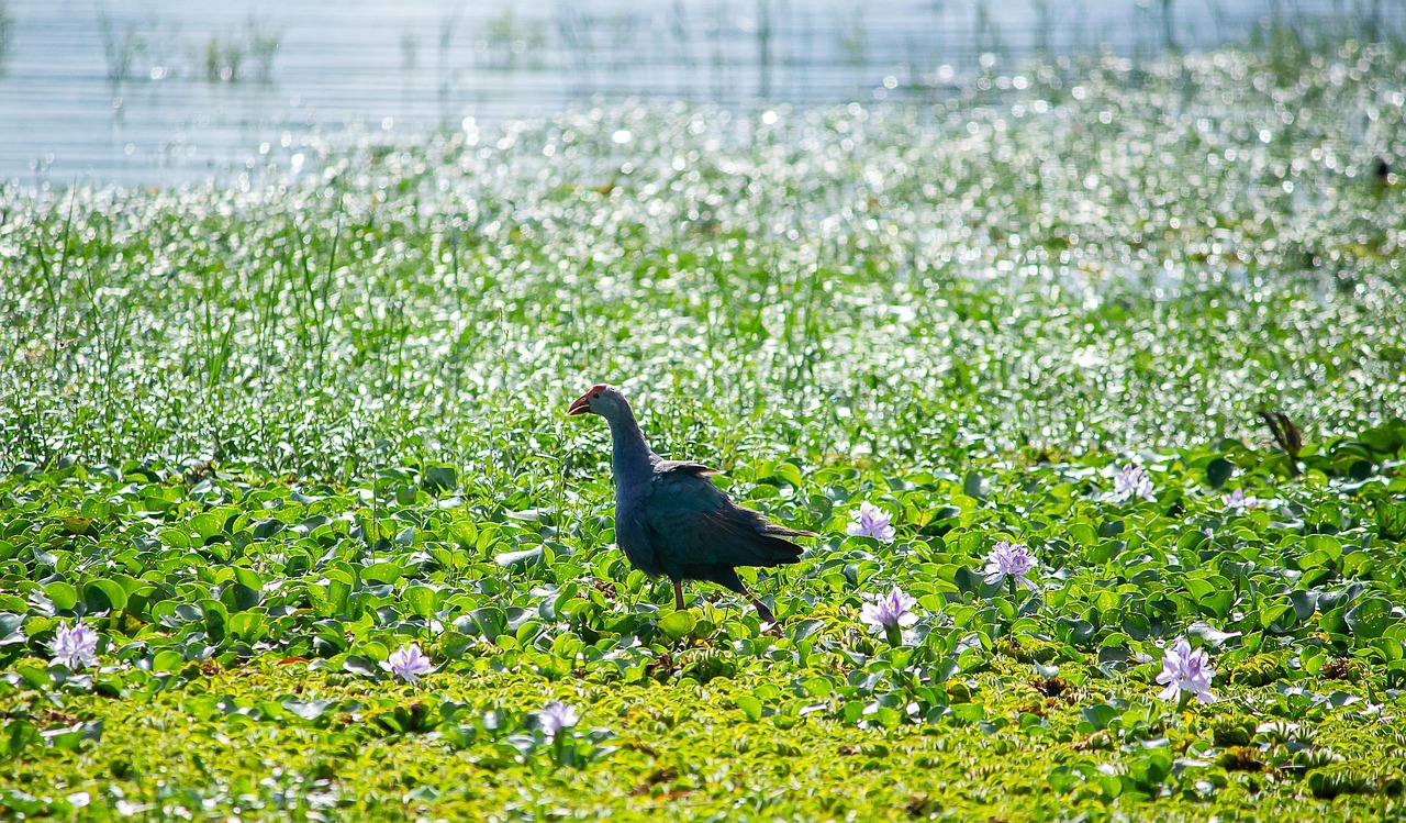 Tierwelt Natur Tier - Kostenloses Foto auf Pixabay