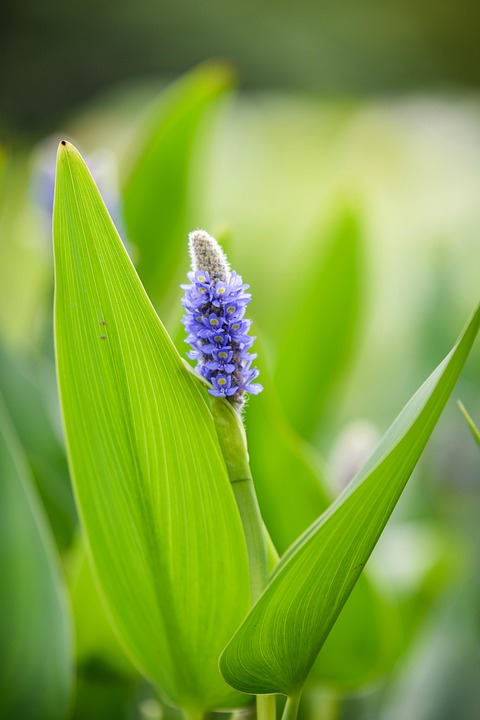 Barracuda Flowers Aquatic Plant - Free photo on Pixabay