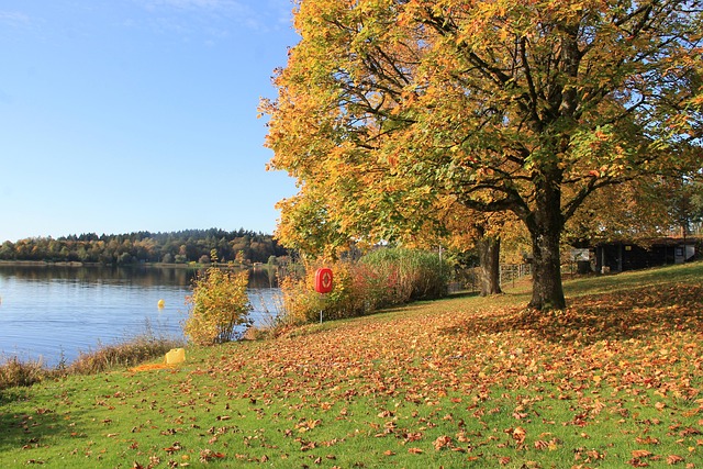 Fall Autumn Leaves Tree - Free photo on Pixabay