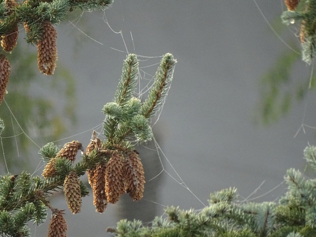 Tap Fir Tree Conifer - Free photo on Pixabay