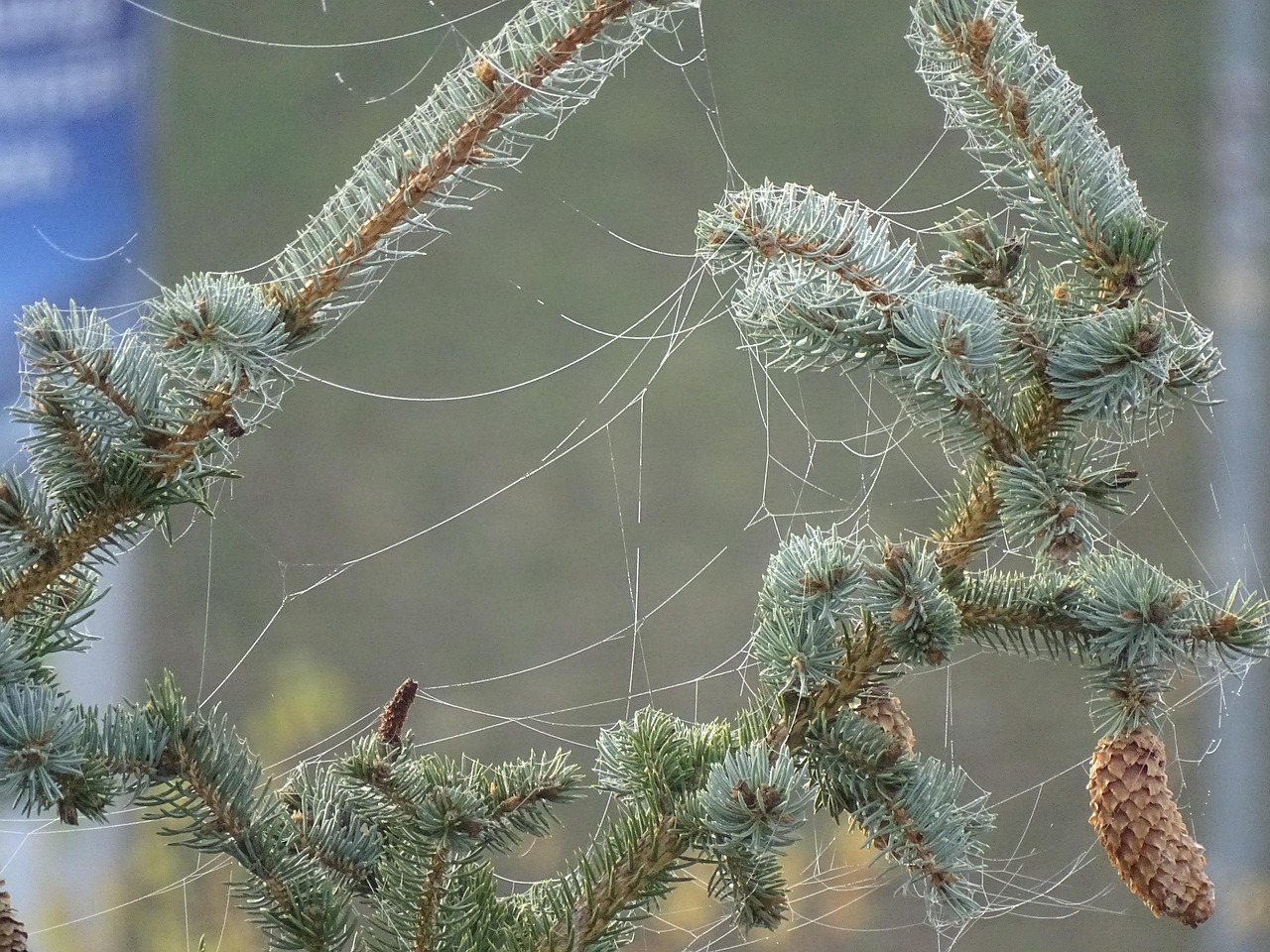 Spider Web Nature Close Up - Free photo on Pixabay