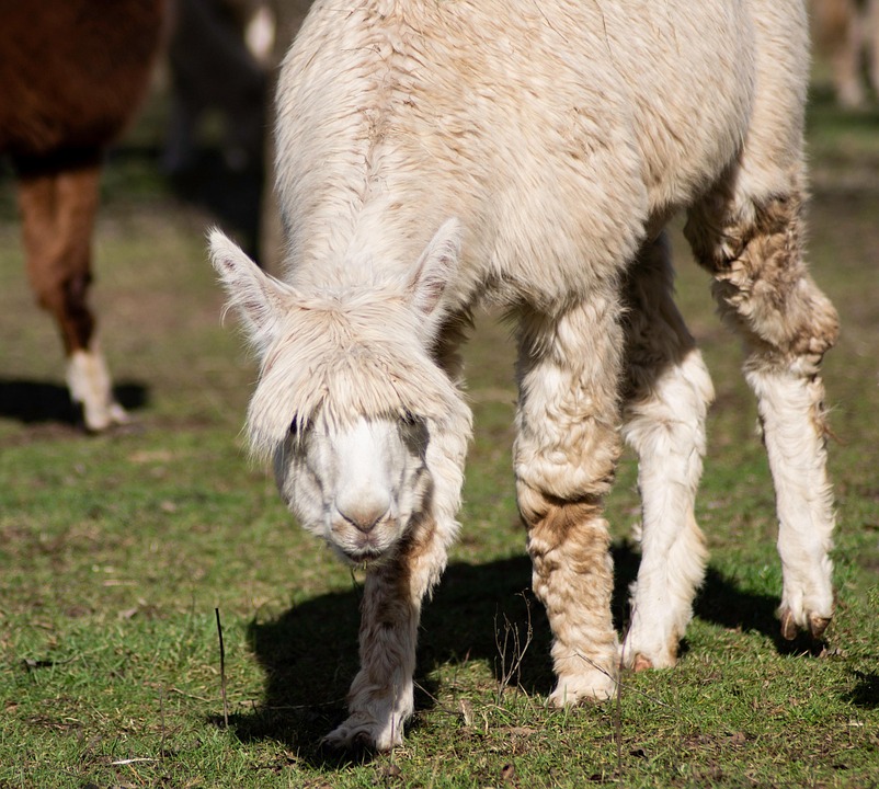 Alpaca Naturaleza Animal - Foto gratis en Pixabay