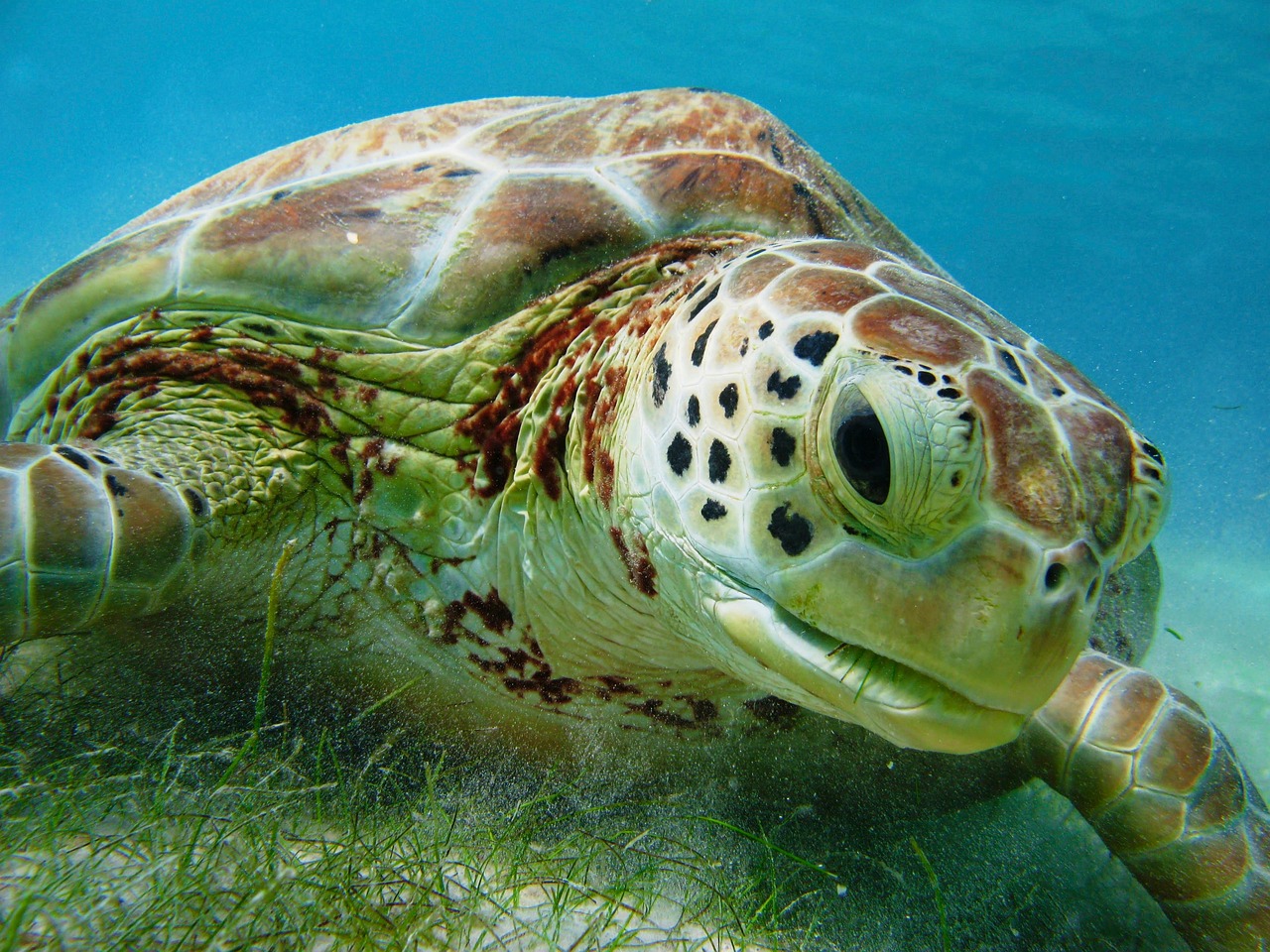 Turtle Marine Ocean - Free photo on Pixabay