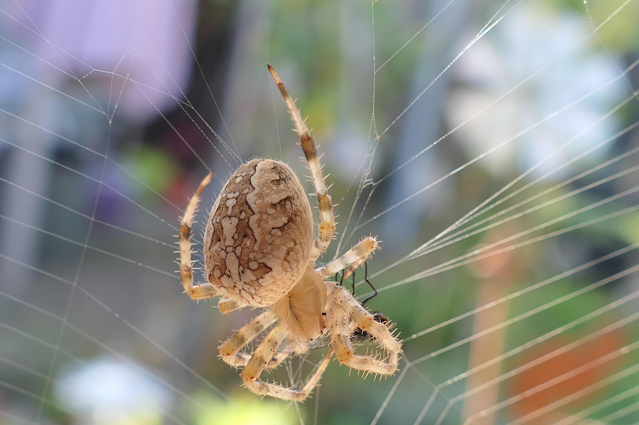Spider Arachnid Web - Free photo on Pixabay