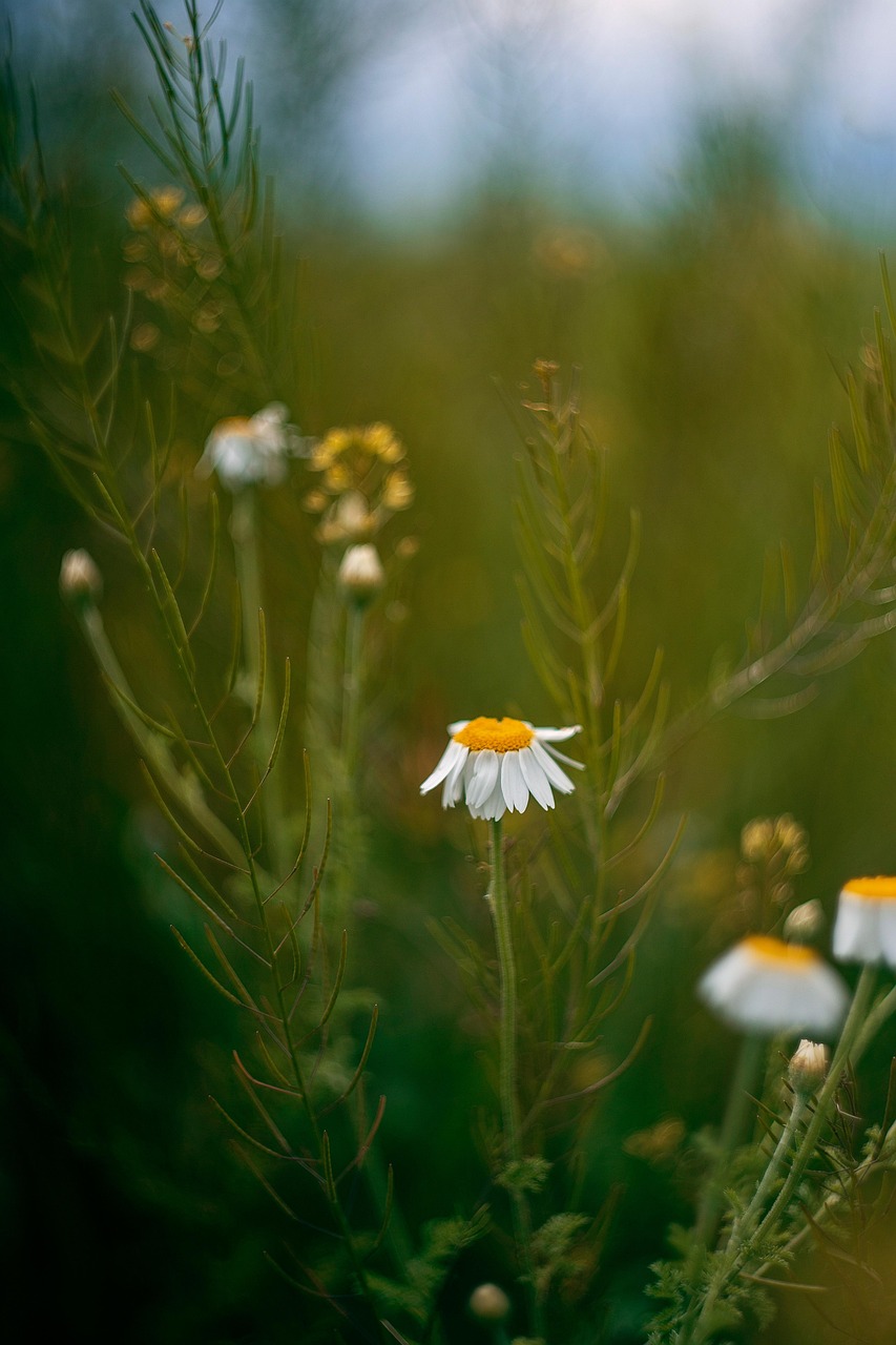 Chamomile Flowers Plants - Free photo on Pixabay