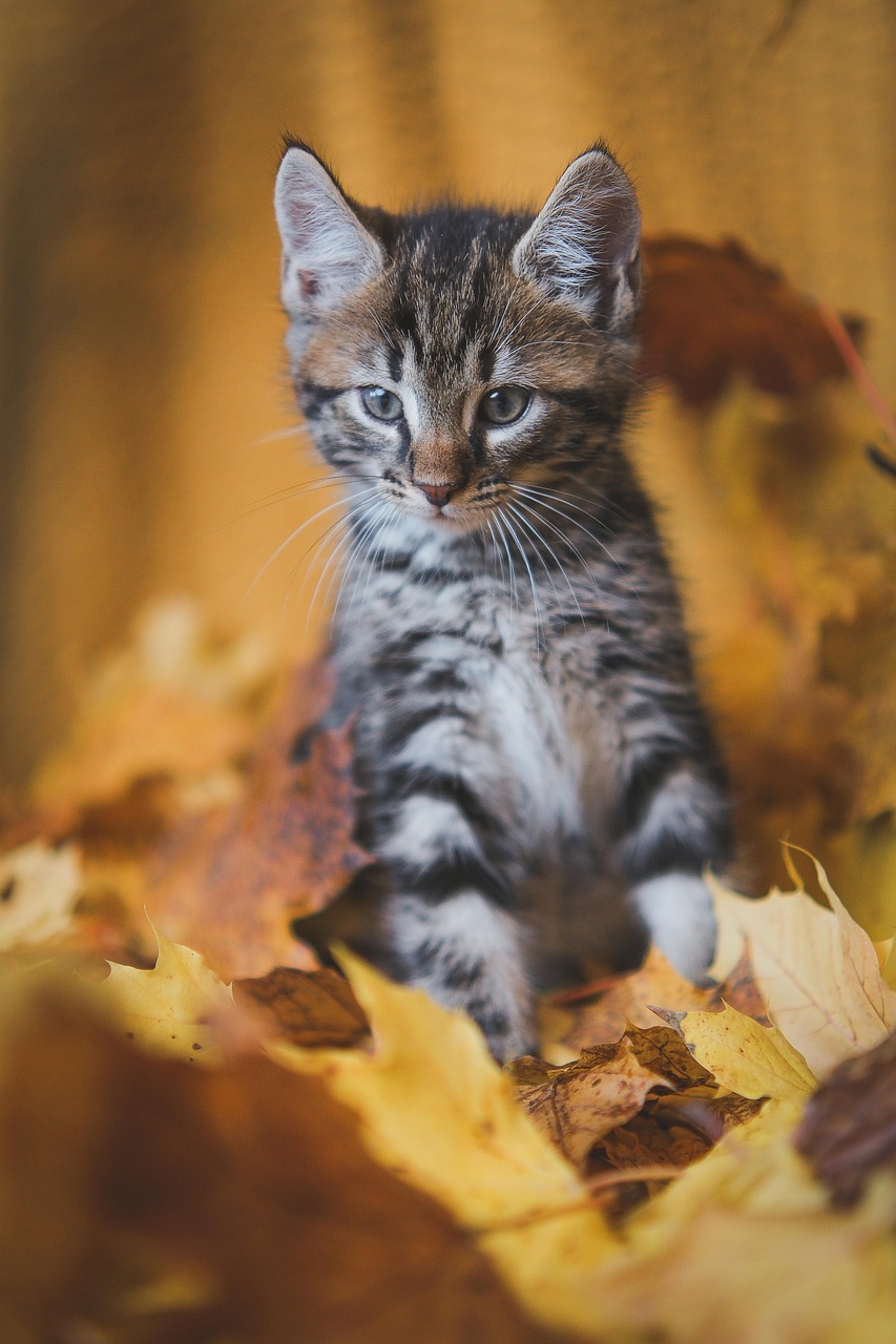 Cat Kitten Pet - Free photo on Pixabay