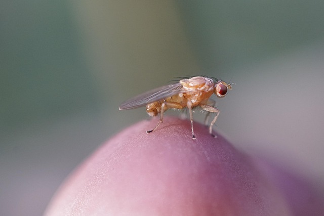 Drosophila Fly Insect Close - Free photo on Pixabay