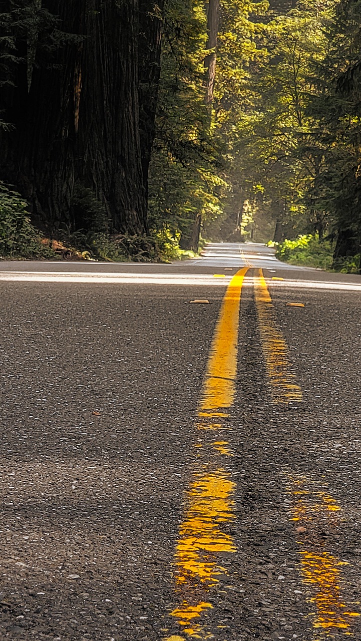 Redwood Avenue Of The Giants - Free photo on Pixabay