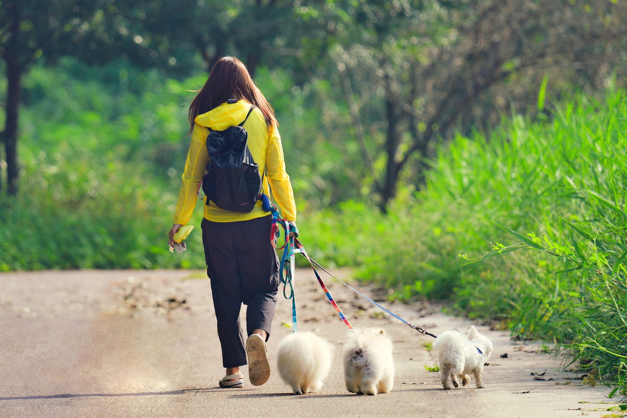 50,000+ Free Dog Walker & Dog Images - Pixabay
