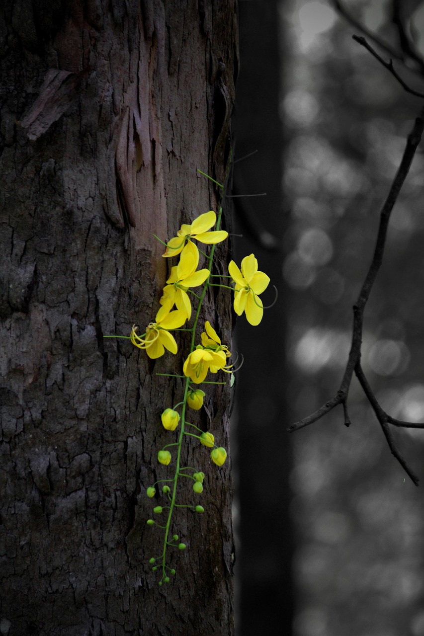 Wild Flower Tree - Free photo on Pixabay