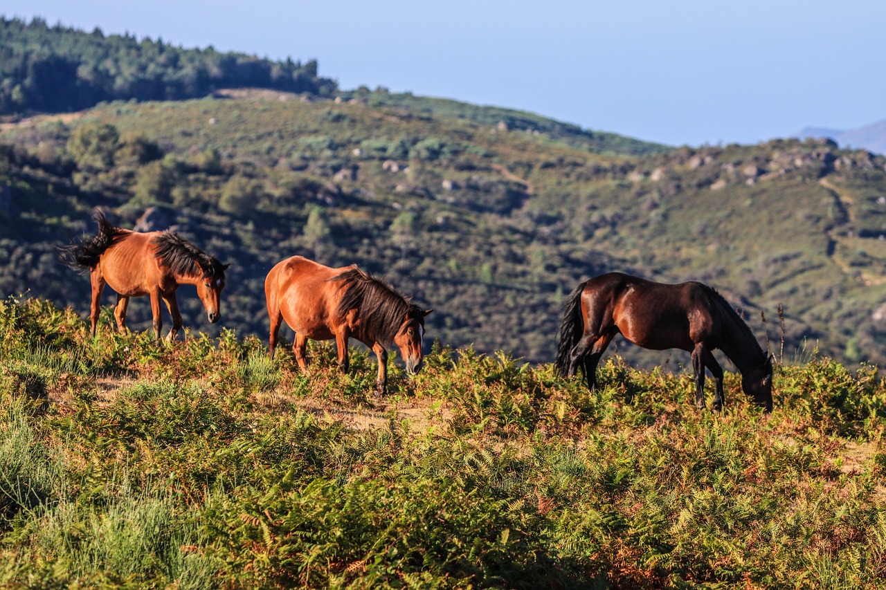 Caballos Animal Equino - Foto gratis en Pixabay