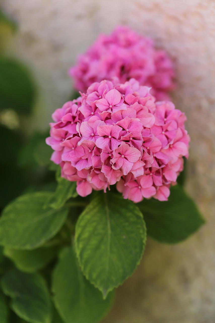 Bloom Flowers Blossom - Free photo on Pixabay