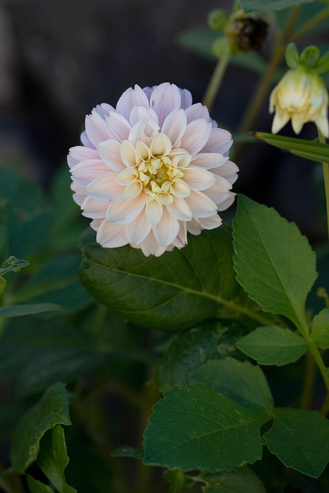 Flower Close Up Pale - Free photo on Pixabay