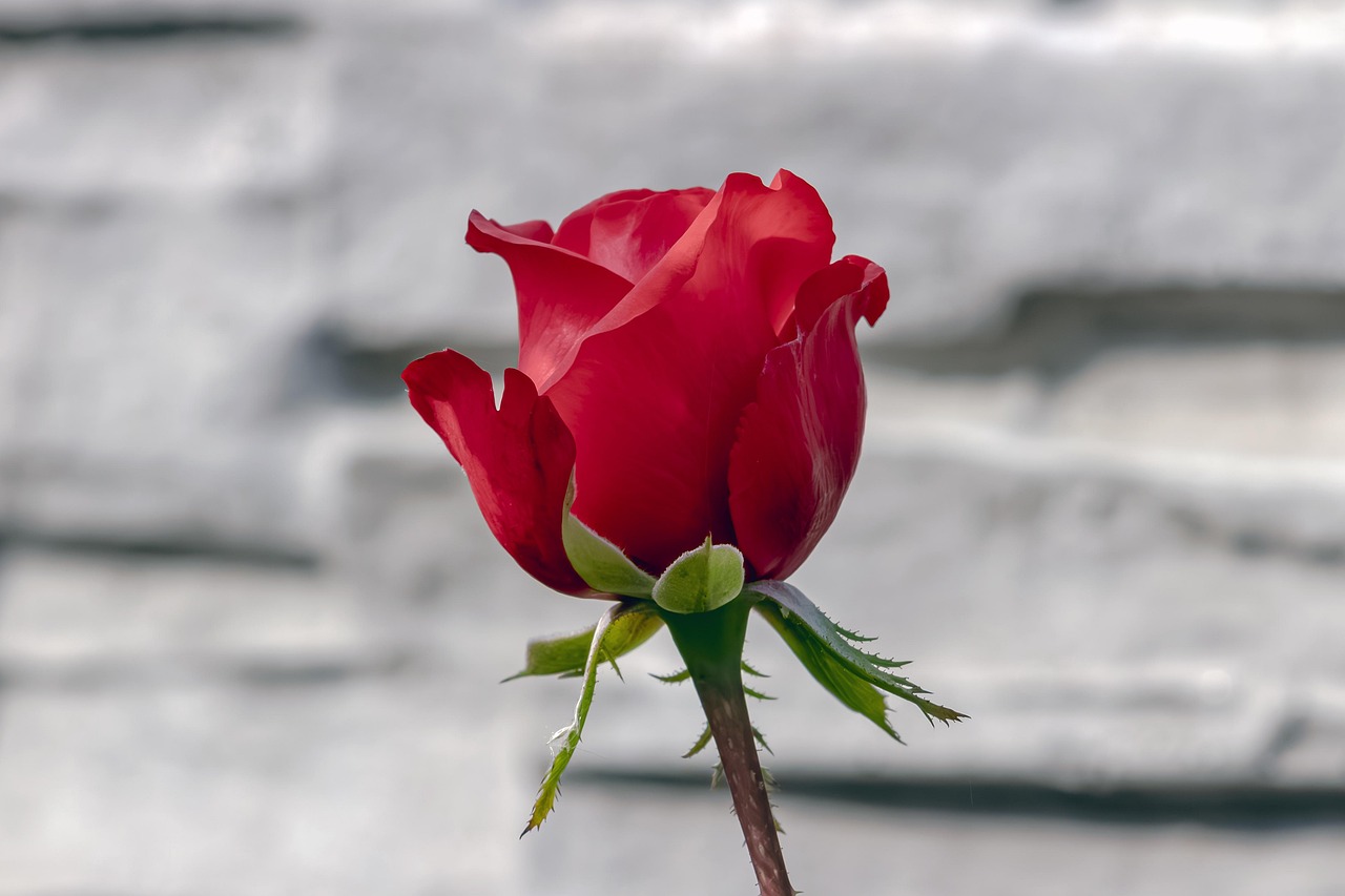 Rose Flower Petals - Free photo on Pixabay