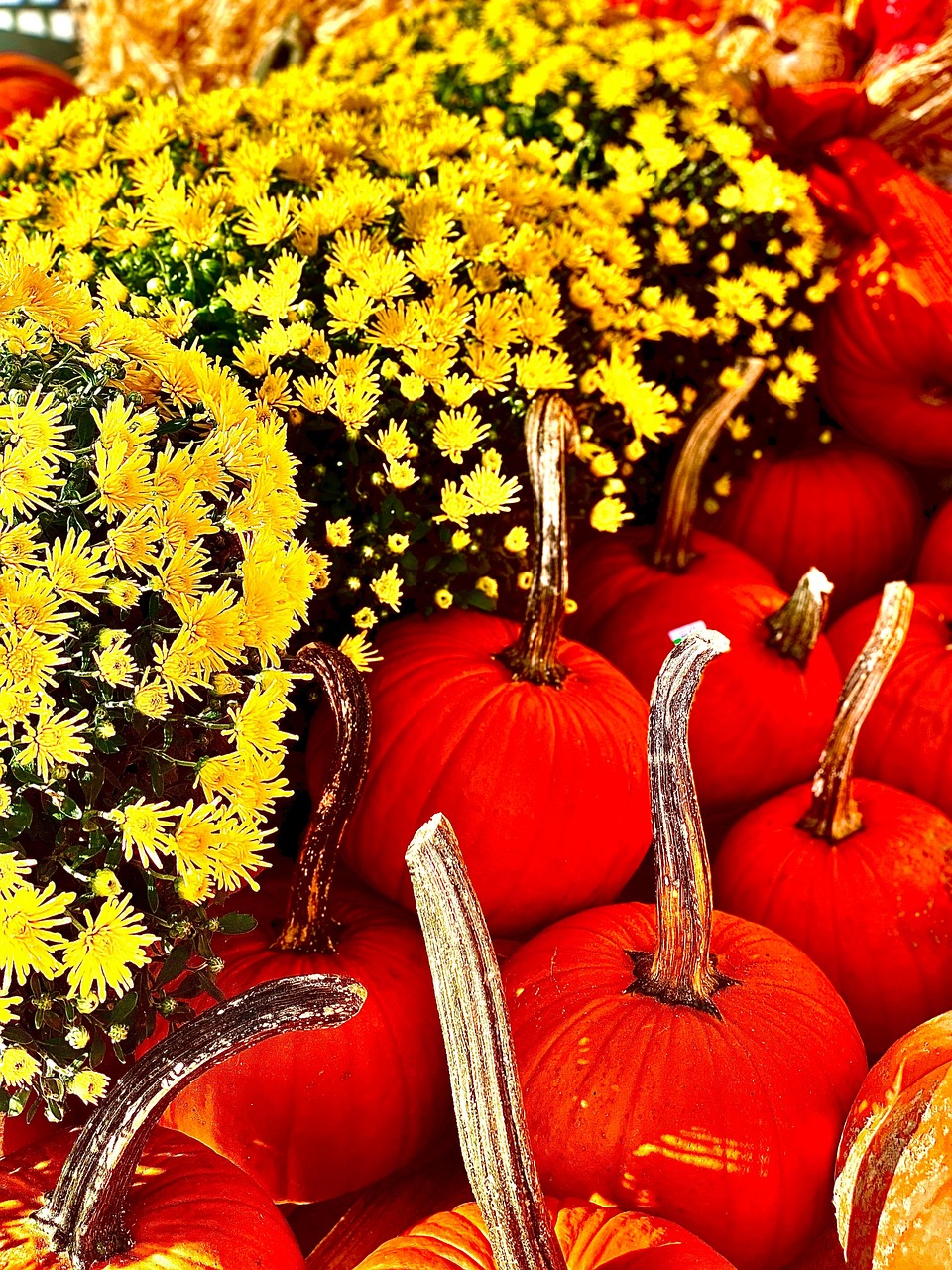 Calabazas De Otoño - Foto gratis en Pixabay