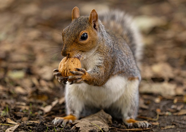 Squirrel Animal Rodent - Free photo on Pixabay