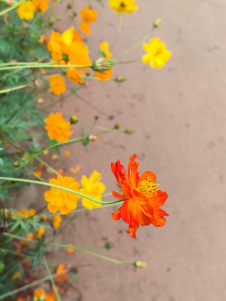 Nature Plant Flower - Free photo on Pixabay