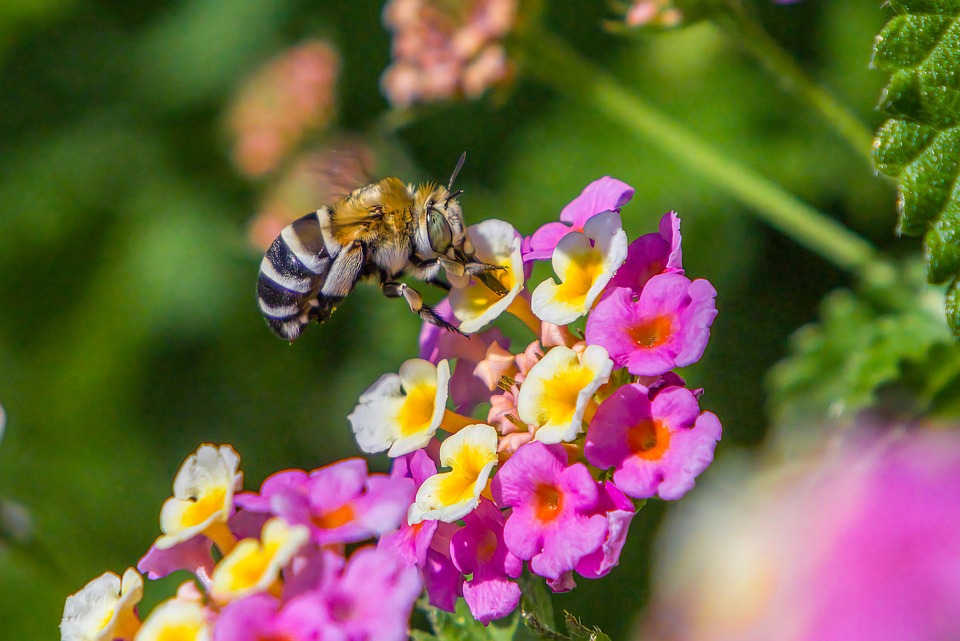 Nature Amegilla Calceifera Bloom - Photo gratuite sur Pixabay