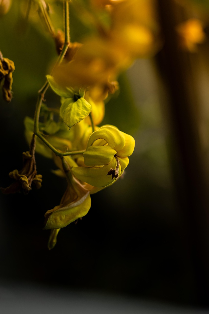 Yellow Nature Flower - Free photo on Pixabay