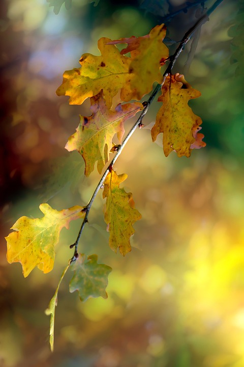 Leaves Sprig Oak The - Free photo on Pixabay