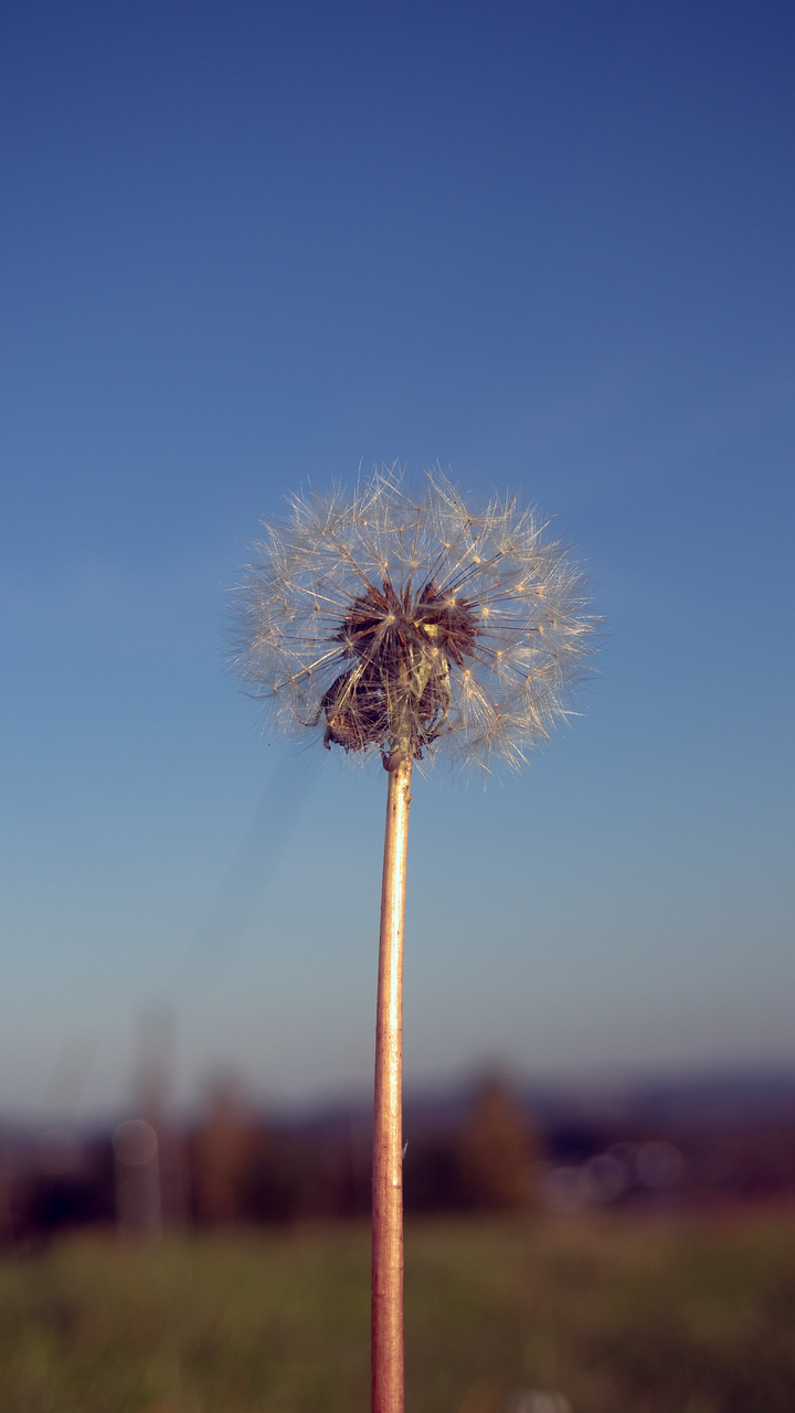 Download Dandelion, Flower, Nature. Royalty-Free Stock Illustration ...