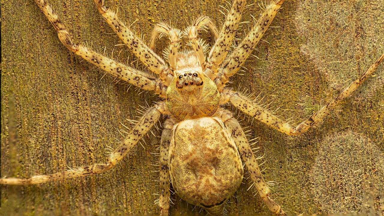 Spider Arachnid Insect - Free photo on Pixabay