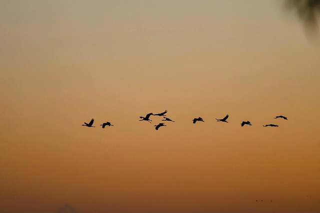 Animals Bird Flight - Free photo on Pixabay