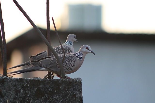 Pombo Pássaro Natureza - Foto gratuita no Pixabay