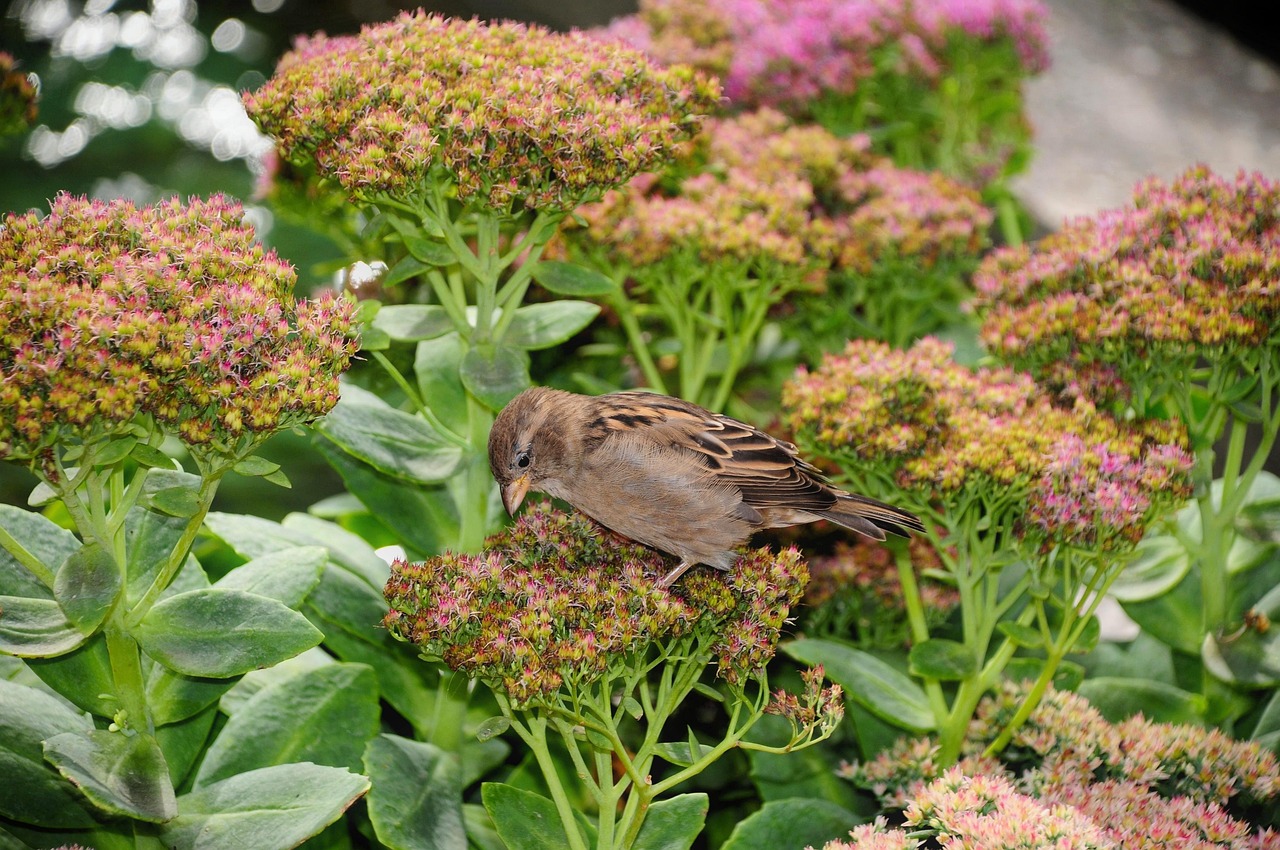 Bird Nature Wildlife - Free photo on Pixabay