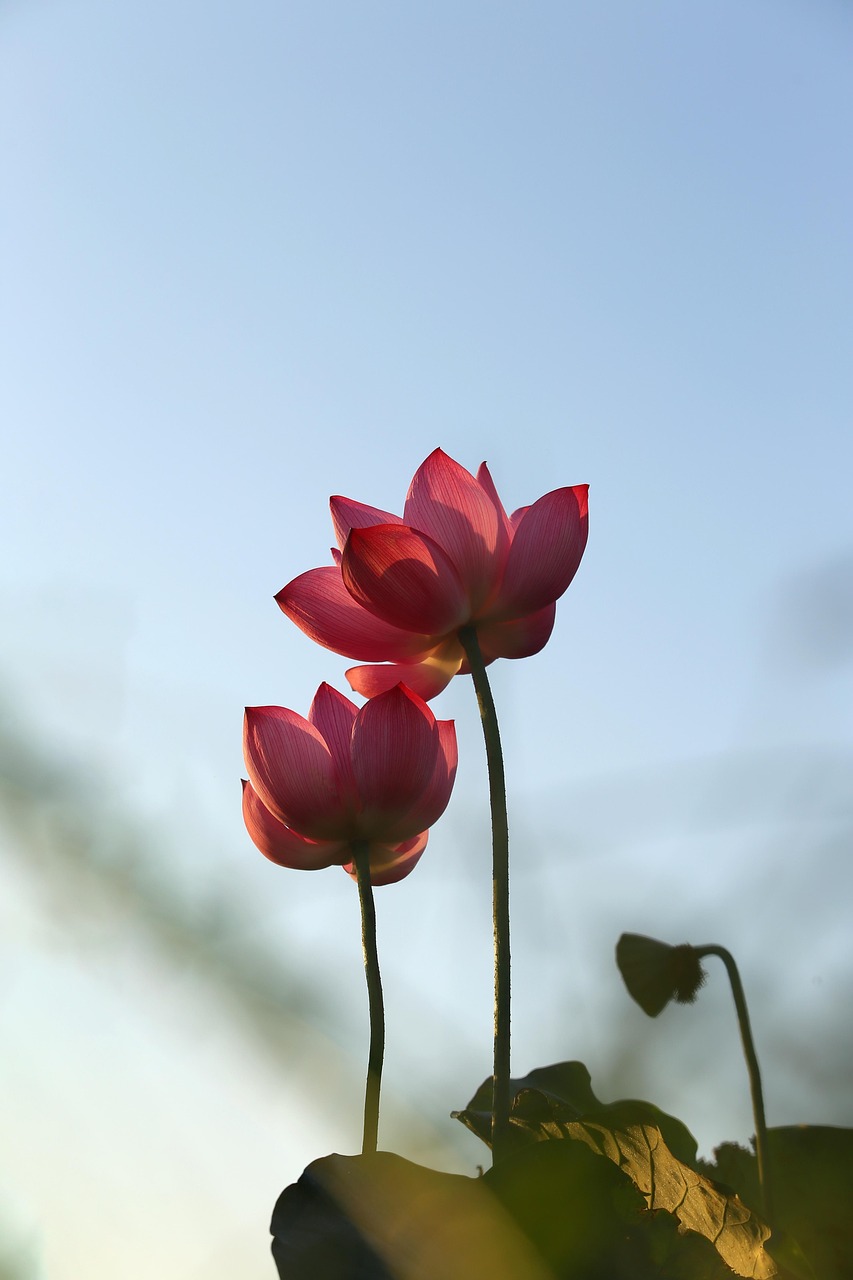 Lotus Roter Farbton - Kostenloses Foto auf Pixabay