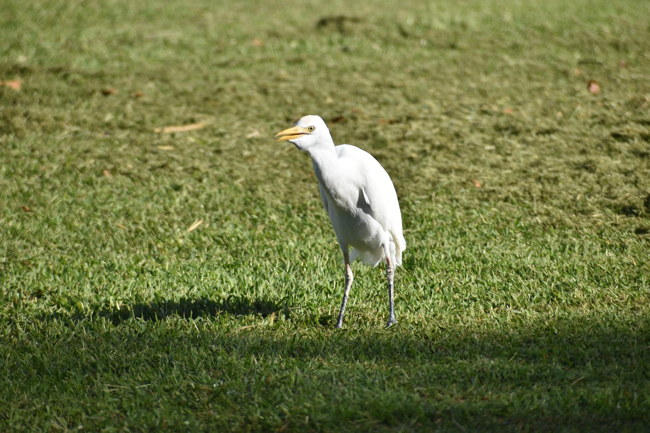 Ibis Oiseau Animal - Photo gratuite sur Pixabay