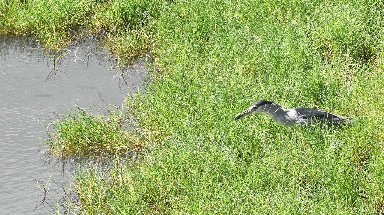 Bird Nature Wildlife - Free photo on Pixabay
