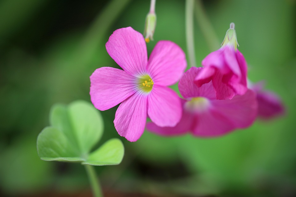 Purple Wood Sorrel Flower Plant - Free photo on Pixabay