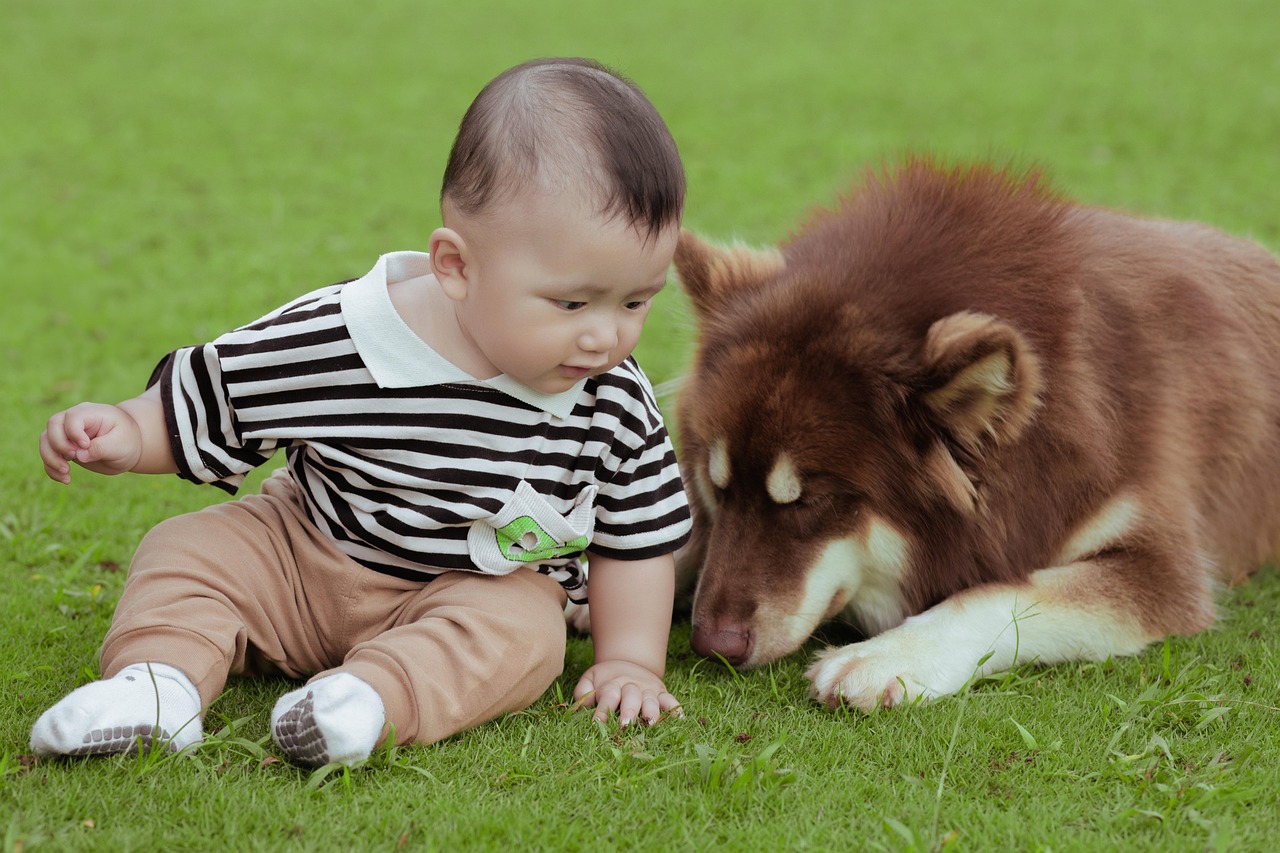 Baby Dog Pet - Free photo on Pixabay