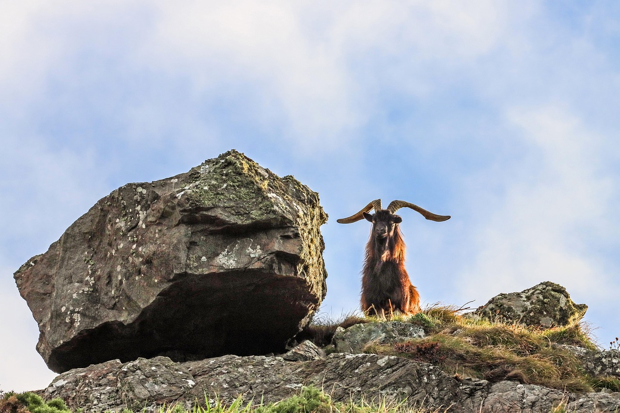 Chèvre Cornes Animal La - Photo gratuite sur Pixabay