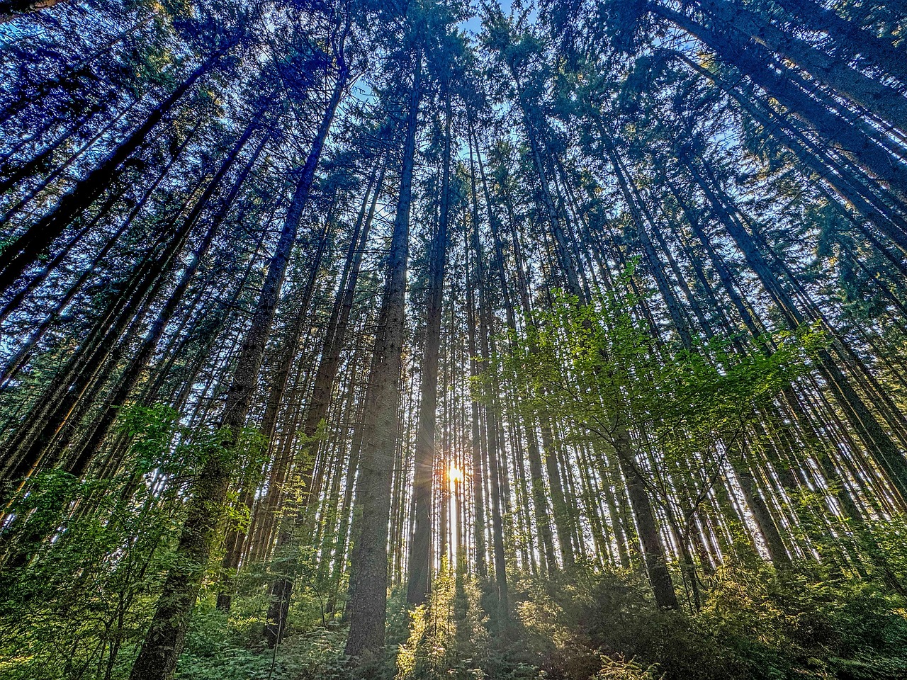 Wald Tanne Stamm - Kostenloses Foto auf Pixabay
