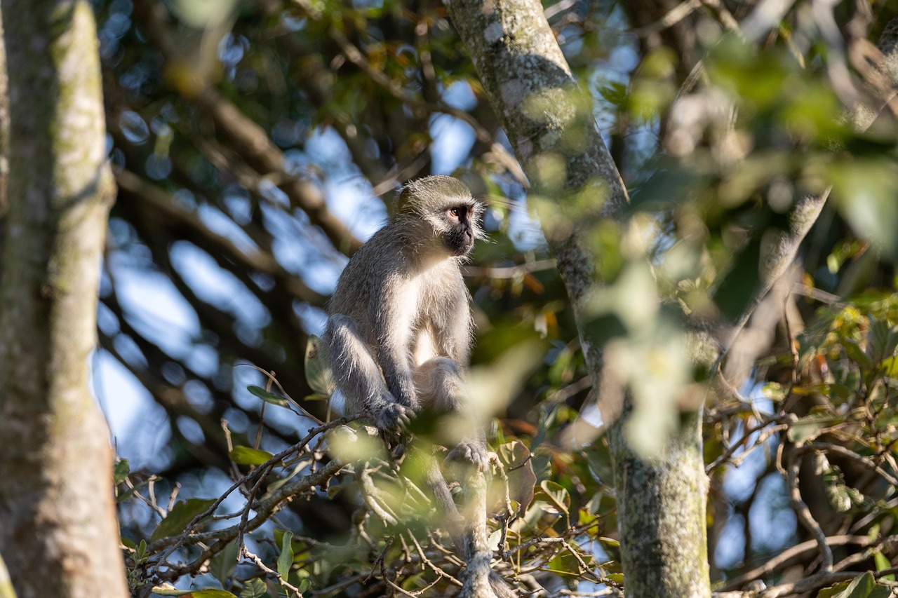 Ape Animal Primate - Free photo on Pixabay