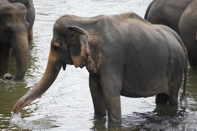 Elefant Animal Viata Salbatica - Fotografie gratuită pe Pixabay