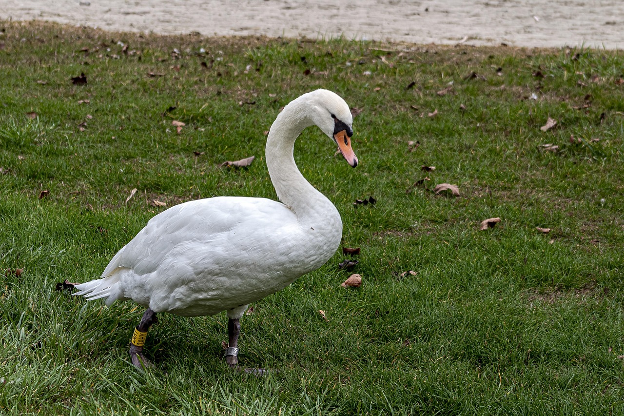 Swan Bird Animal - Free photo on Pixabay