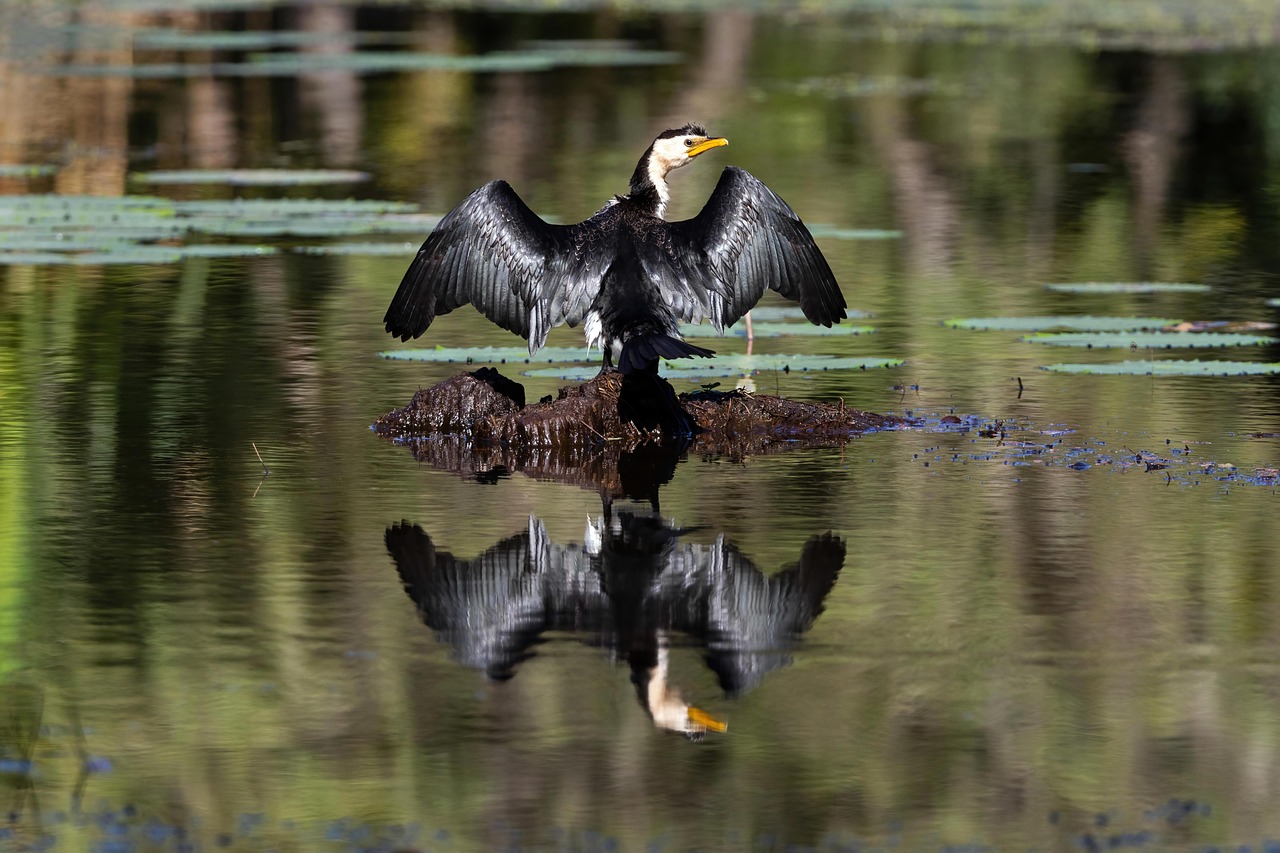 Bird Cormorant Wildlife - Free photo on Pixabay