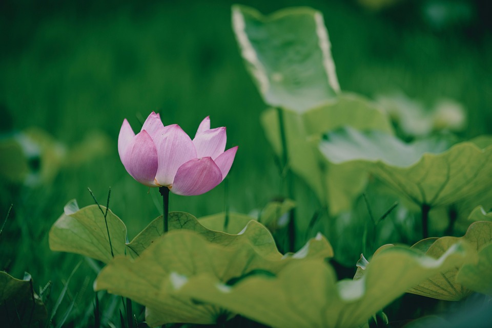 Lotus Feuille De Plante - Photo gratuite sur Pixabay