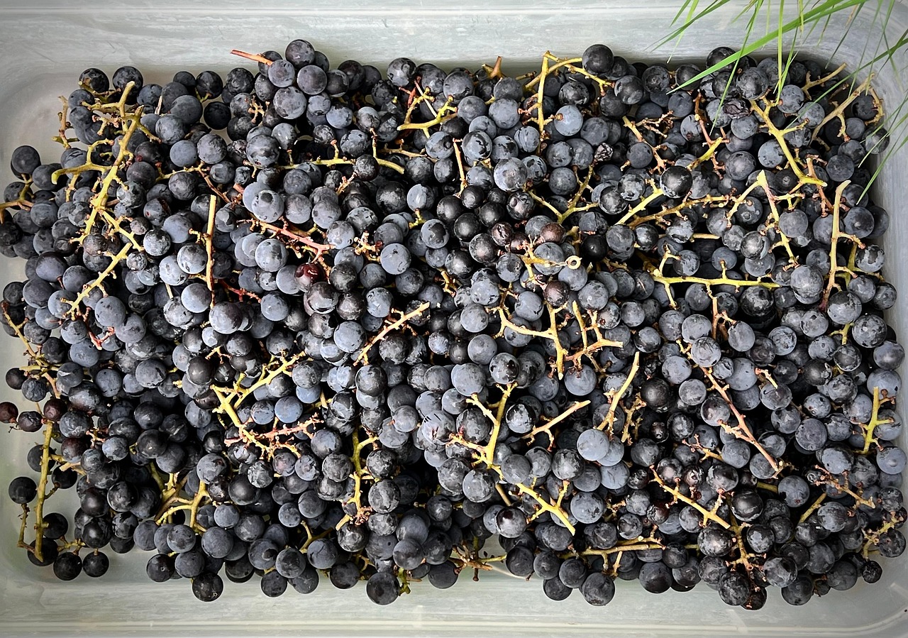 Grapes Fruit Wine - Free photo on Pixabay