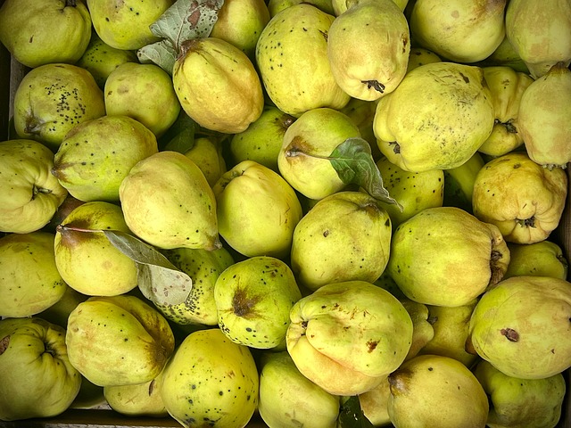 Coing Fruit Nature - Image gratuite sur Pixabay