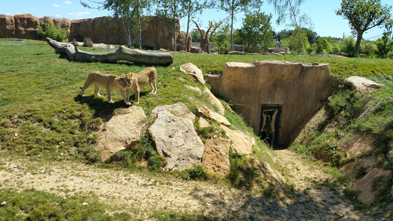Parc Zoologique De Beauval La - Photo gratuite sur Pixabay