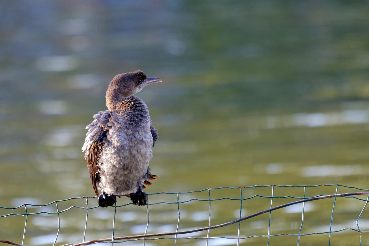 Bird Chicken Cormorant - Free photo on Pixabay