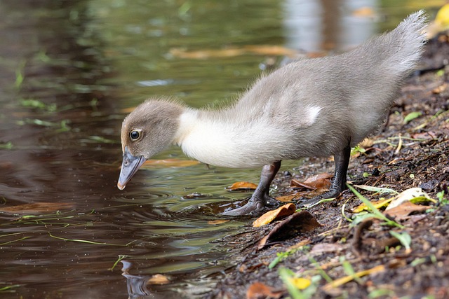 40,000+ Free Drinking Duck & Duck Images - Pixabay