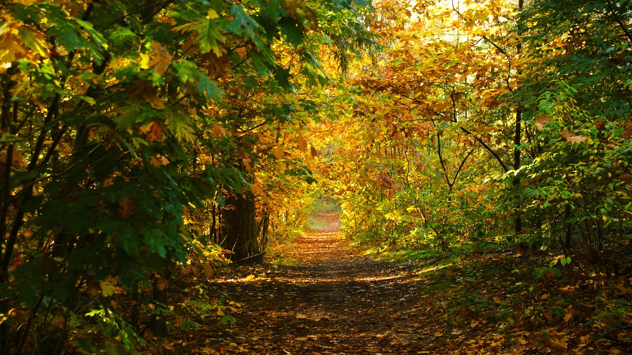 Colori Autunnali Natura Atmosfera - Foto gratis su Pixabay