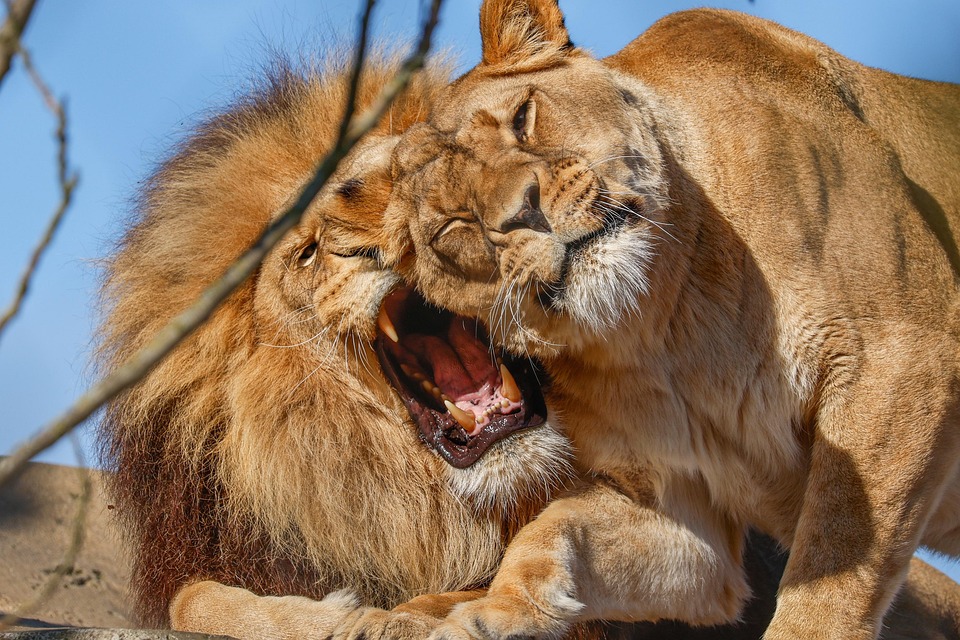Lion Animal Predator - Free photo on Pixabay