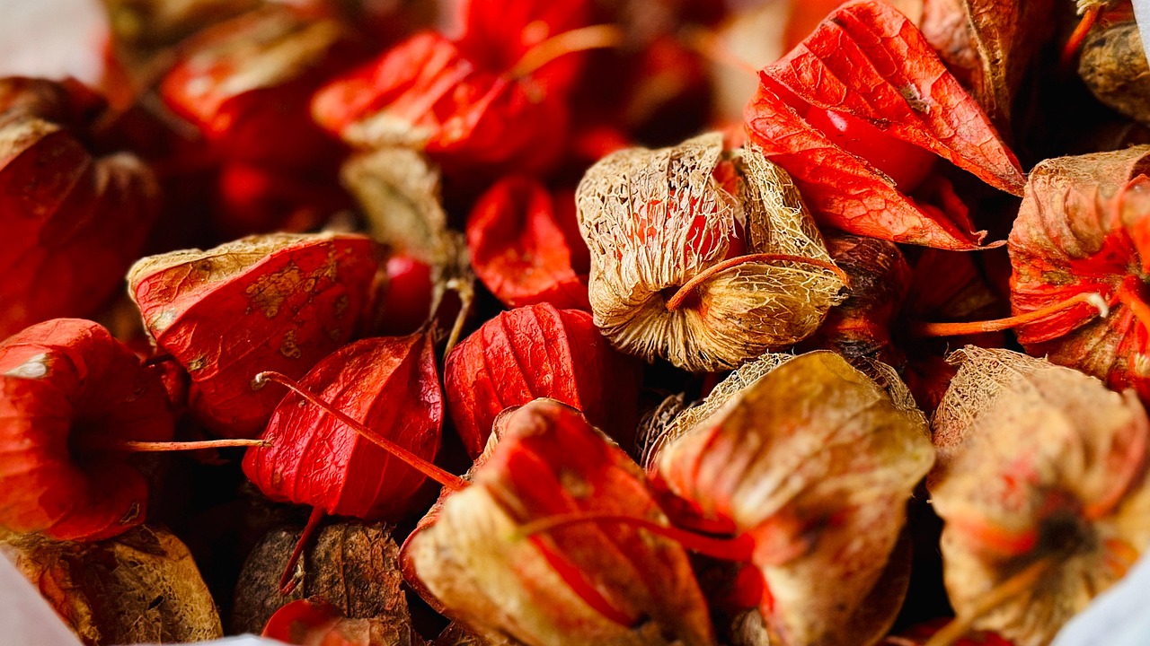 Physalis Fruit Plant - Free photo on Pixabay