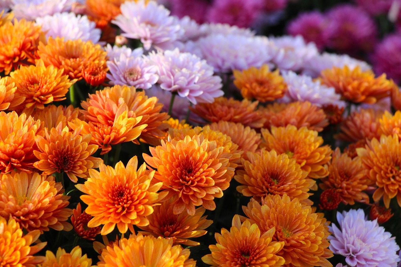 Chrysanthemums Flowers Plant - Free photo on Pixabay